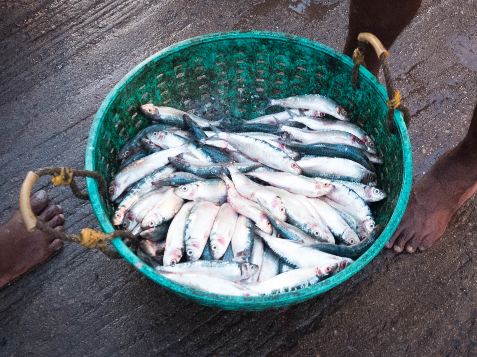 Negombo Fish Market 3 - The Roaming Fork