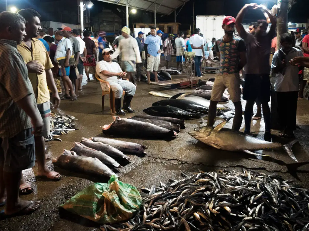 Negombo Fish Market 5 - The Roaming Fork