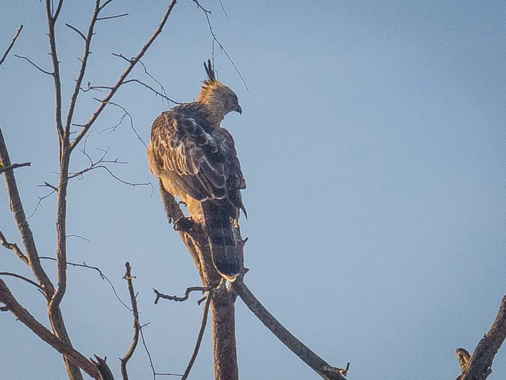 Our Epic Sri Lankan Udawalawe Safari - The Roaming Fork