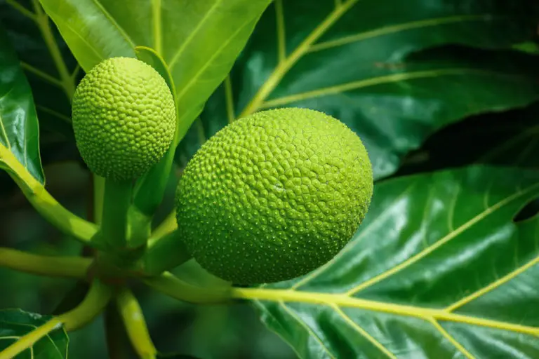 Fruits of Vietnam: Guide to Eating Vietnamese Fruits - The Roaming Fork