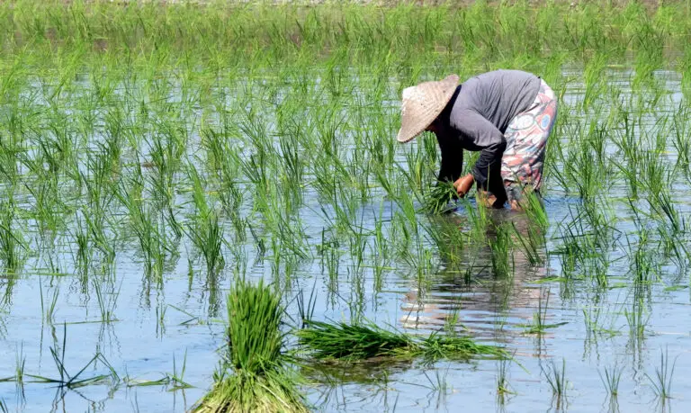 Best Com Tam: Vietnamese Broken Rice Recipe - The Roaming Fork