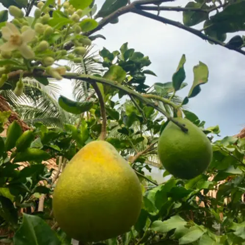What is Pomelo Fruit? A Guide to This Refreshing Citrus Fruit - The ...