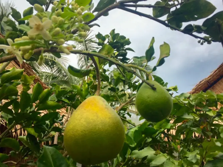 Pomelo vs Grapefruit: What's the Difference? - The Roaming Fork