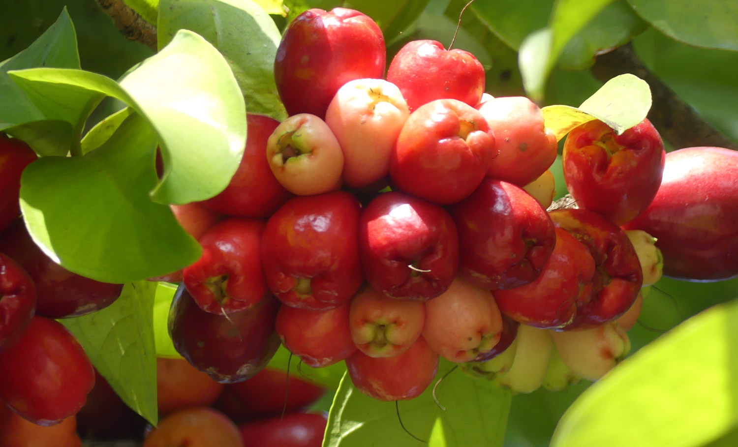 11 Indian Summer Fruits to Quench Your Thirst and Beat the Heat - The ...