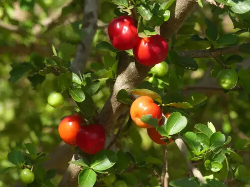 West Indian Cherry - The Roaming Fork