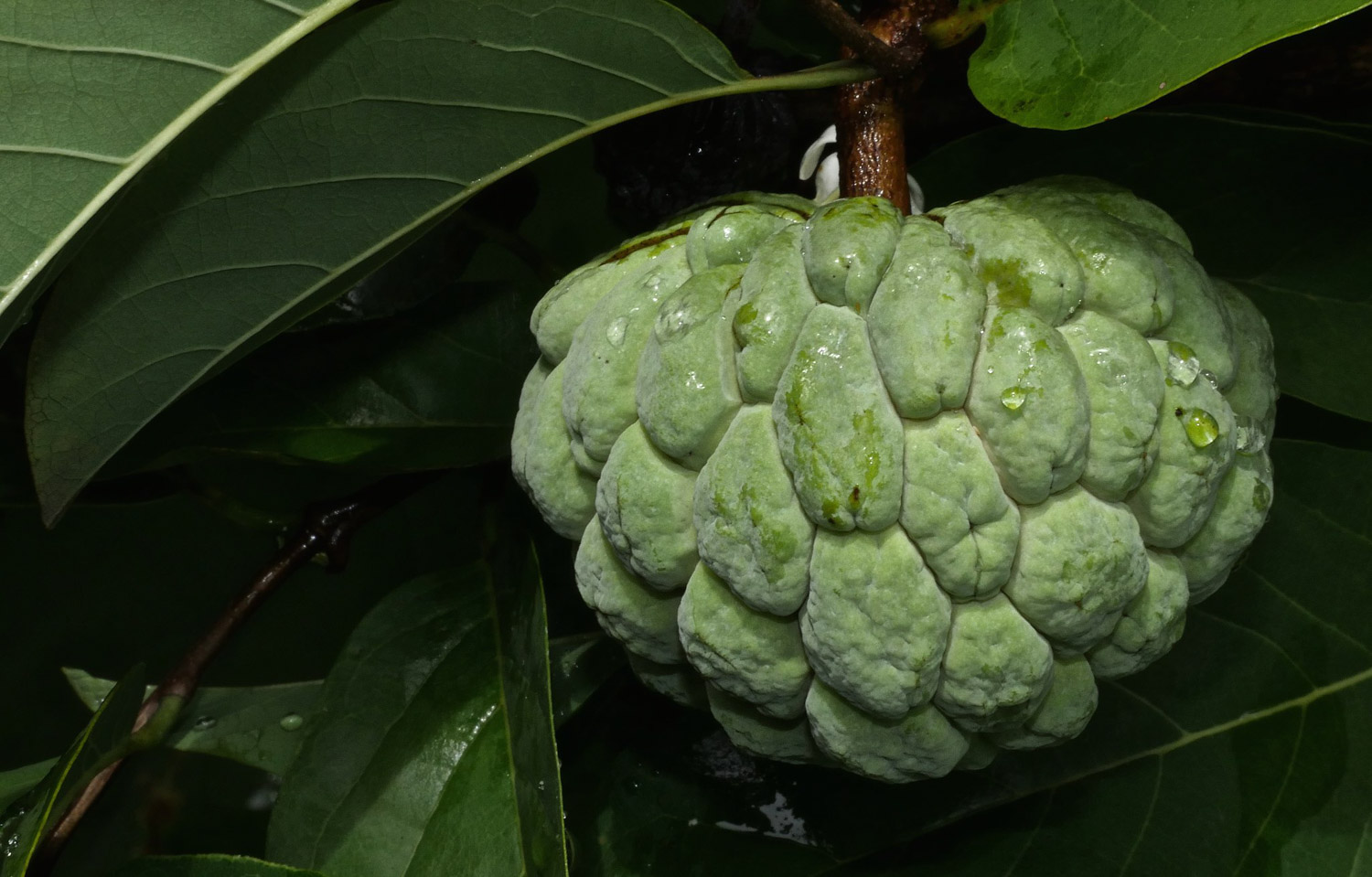 39 Exotic Asian Fruits You Need to Try at Least Once! - The Roaming Fork