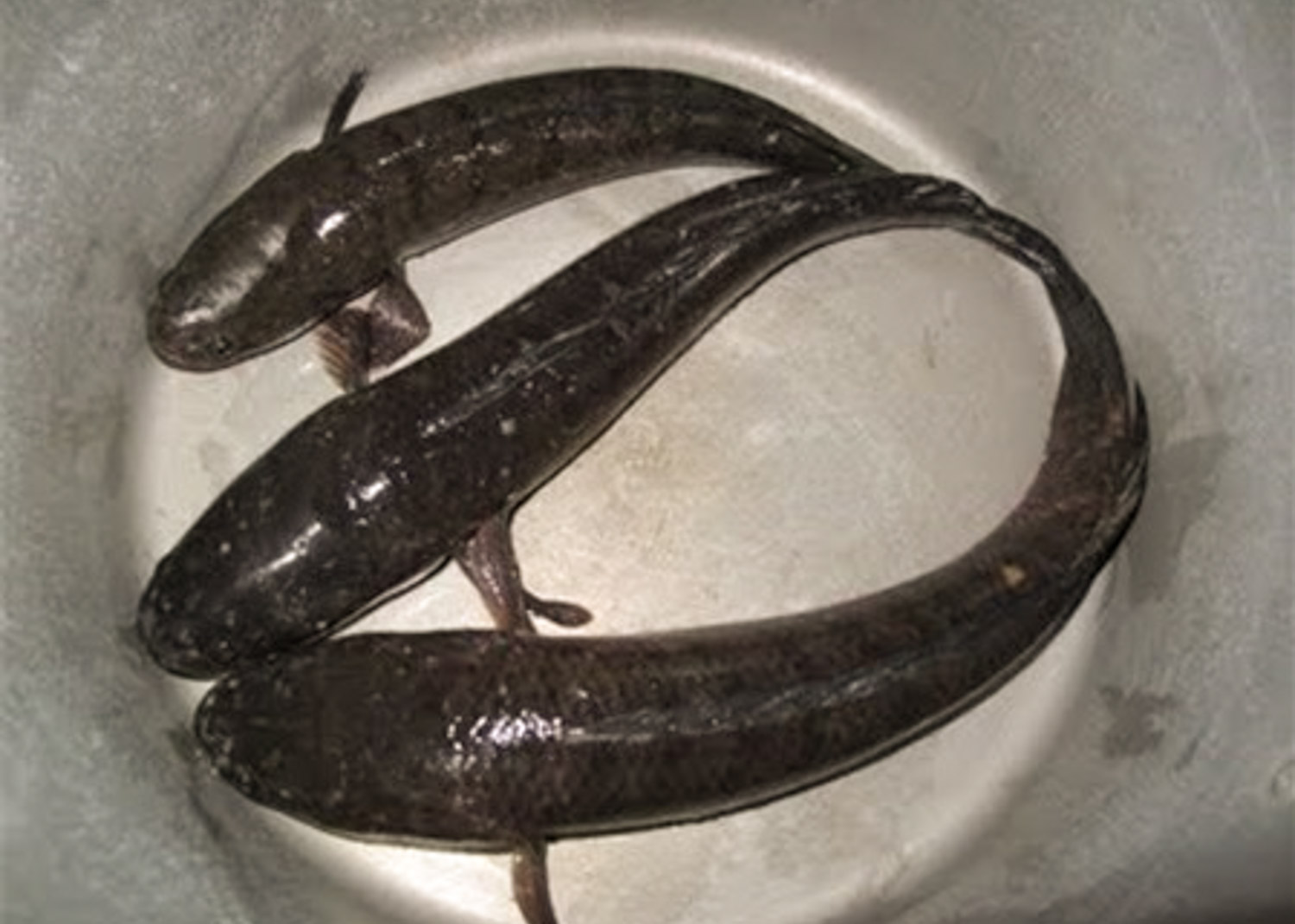 Ca Loc (Cá Lóc) Snakehead Fish: How to Cook - The Roaming Fork