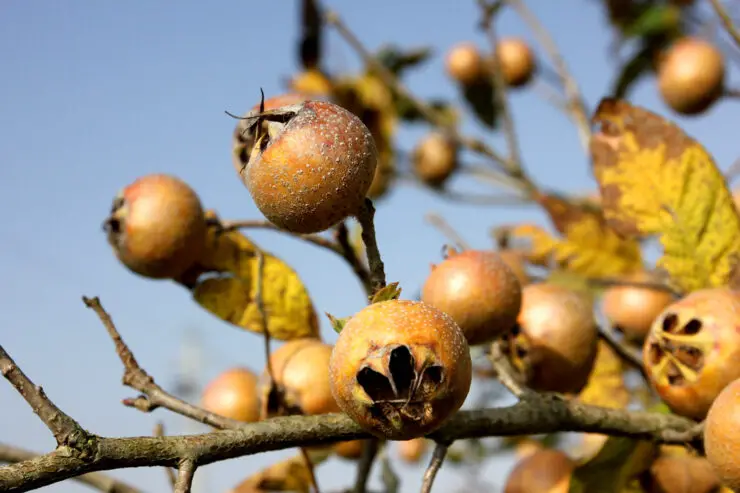 19 African Fruits You Need to Try - The Roaming Fork