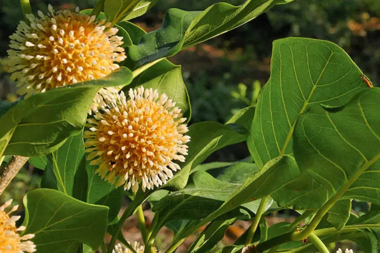 19 African Fruits You Need to Try - The Roaming Fork