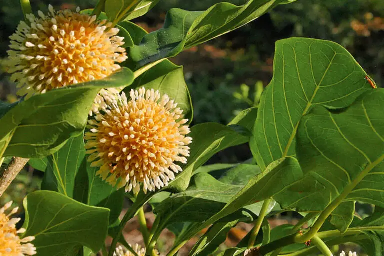 19 African Fruits You Need to Try - The Roaming Fork