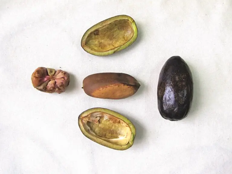 African Pear: The Unique African Fruit - The Roaming Fork