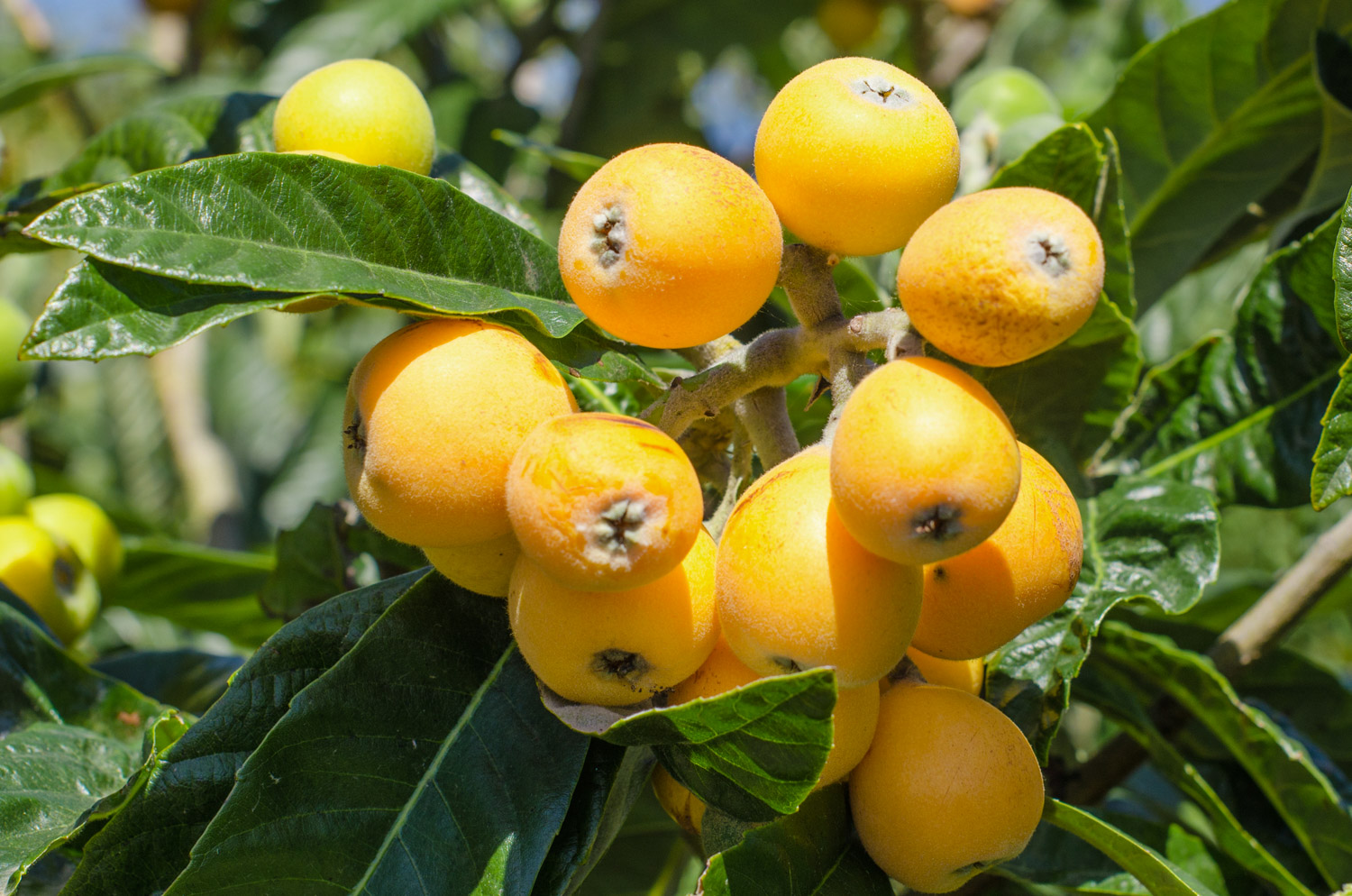 29 Yellow Fruits: Nature's Golden Treats - The Roaming Fork