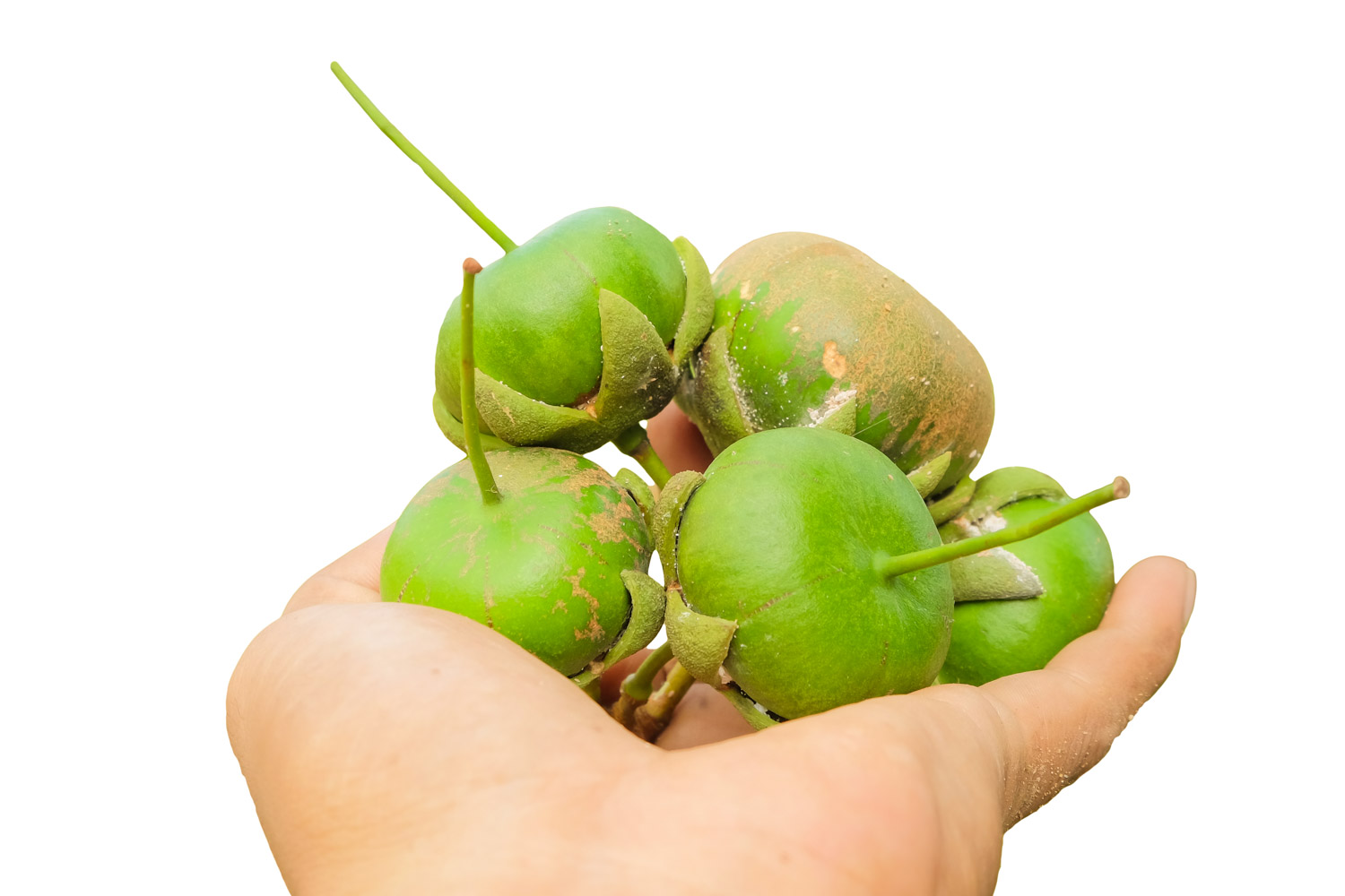 12 Unique Fruits That Start With U - The Roaming Fork