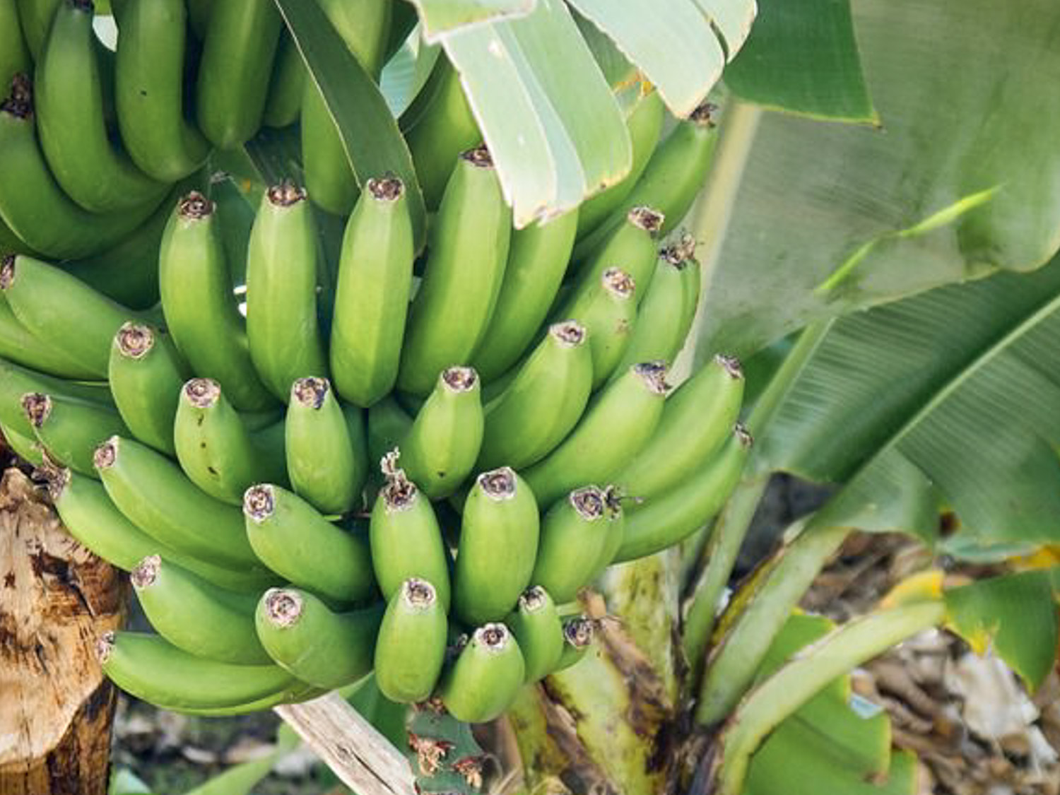 19 African Fruits You Need to Try - The Roaming Fork