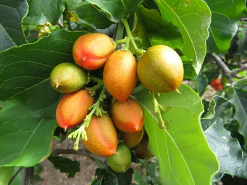 12 Unique Fruits That Start With U - The Roaming Fork
