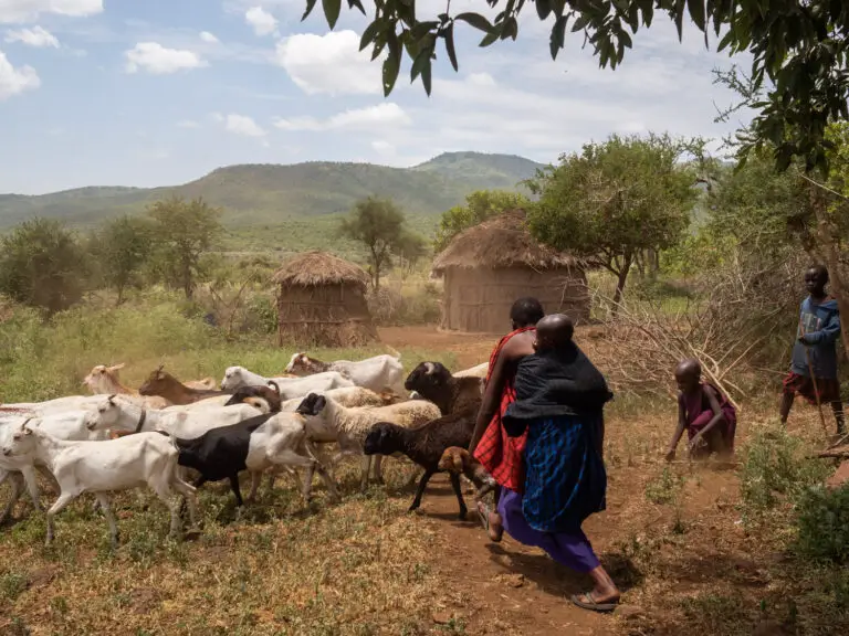 Maasai Food - Cow's Blood to Ugali - The Roaming Fork