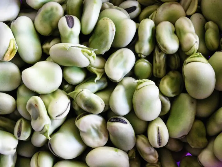 Need a Substitute for Lima Beans? Here are 9 Alternatives - The Roaming ...