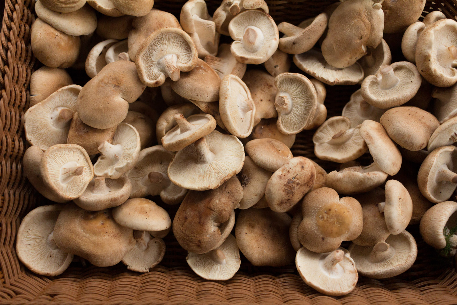 (9) Best Earthy Cremini Mushroom Substitute - The Roaming Fork