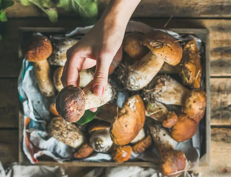 (9) Best Earthy Cremini Mushroom Substitute - The Roaming Fork