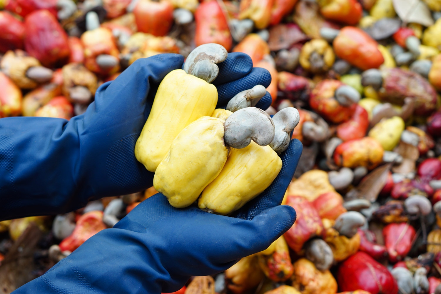 Exploring The Delicious Fruits in Cambodia - The Roaming Fork
