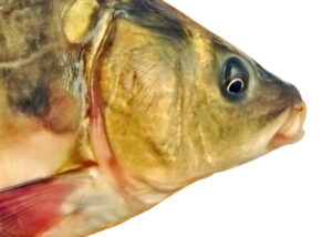 Fish Eyes: Can You Eat Them? - The Roaming Fork