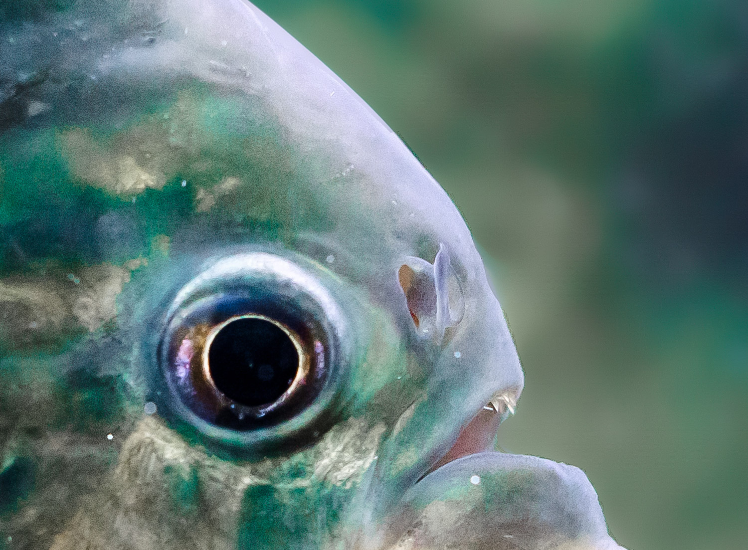 Fish Eyes: Can You Eat Them? - The Roaming Fork