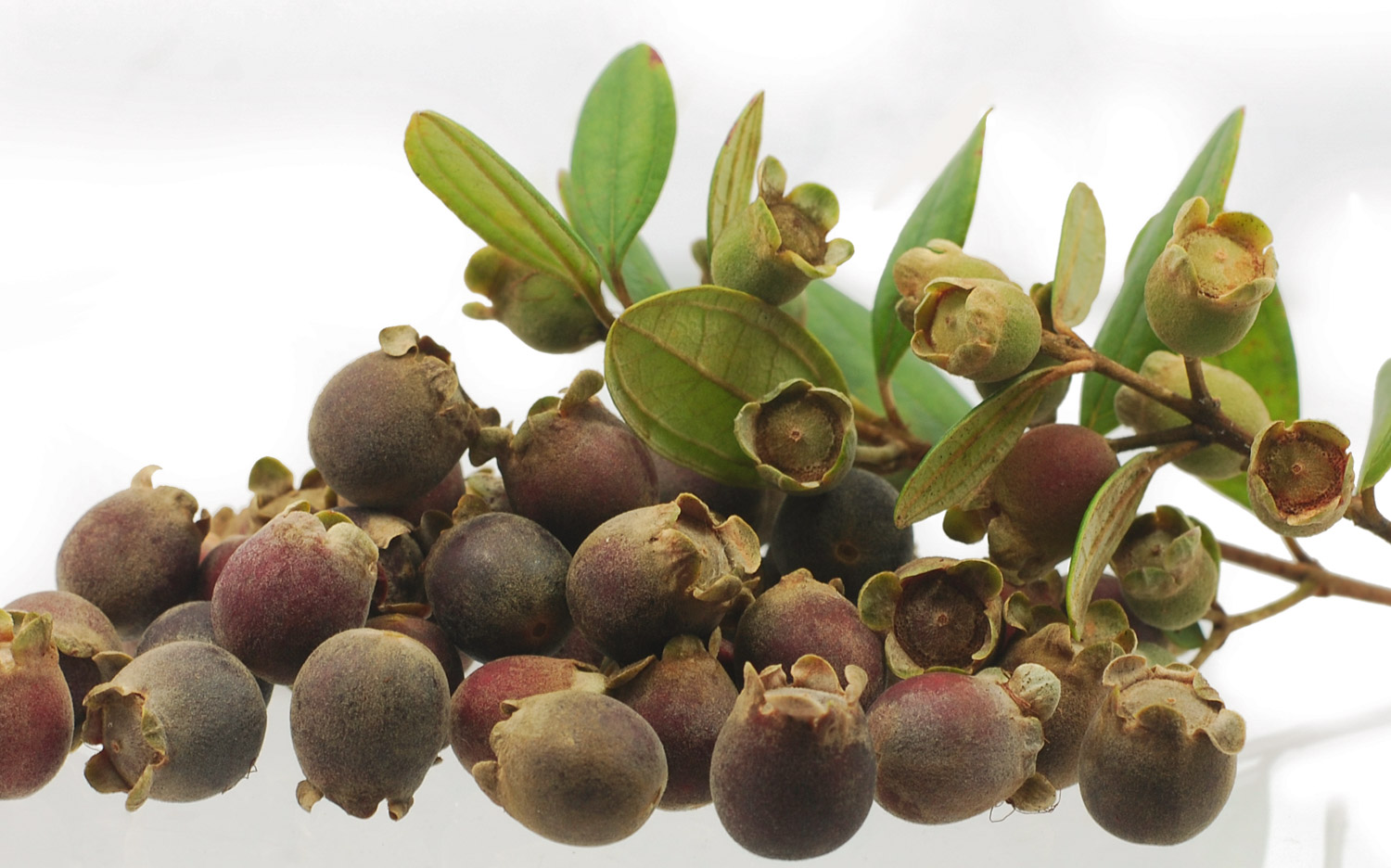 17 Malaysian Fruits You Must Try - The Roaming Fork