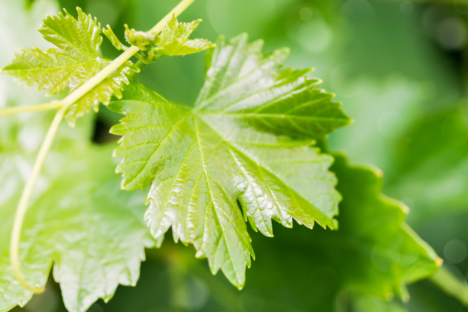 Best Perilla Leaves Substitute for That Minty and Spicy Flavor - The ...