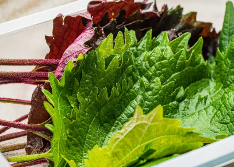 Perilla Leaves: Taste, Uses, How to Grow and Eat Them - The Roaming Fork