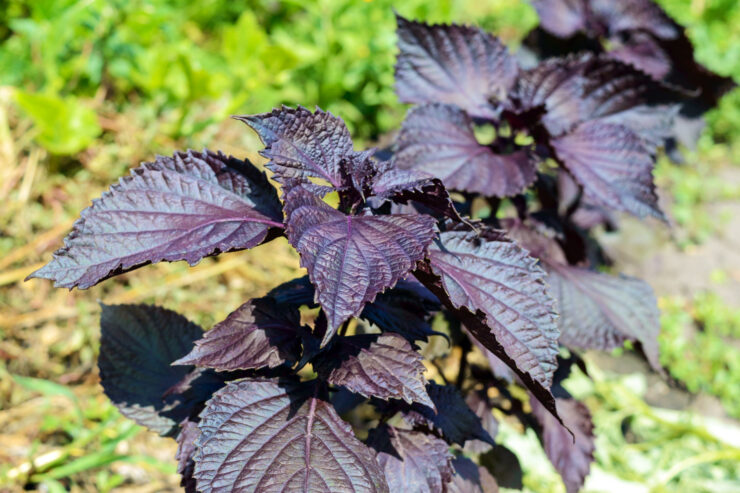 Perilla Leaves: Taste, Uses, How to Grow and Eat Them - The Roaming Fork