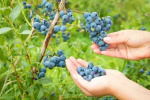 19 Delicious Chilean Fruits: Experience The Exotic - The Roaming Fork