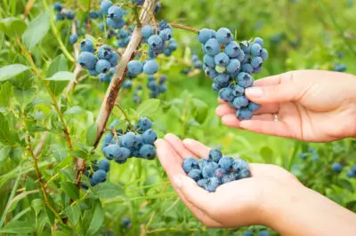 19 Delicious Chilean Fruits: Experience The Exotic - The Roaming Fork