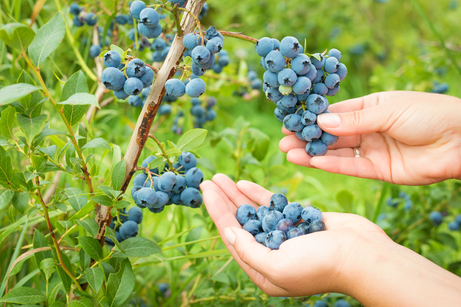 19 Delicious Chilean Fruits: Experience The Exotic - The Roaming Fork