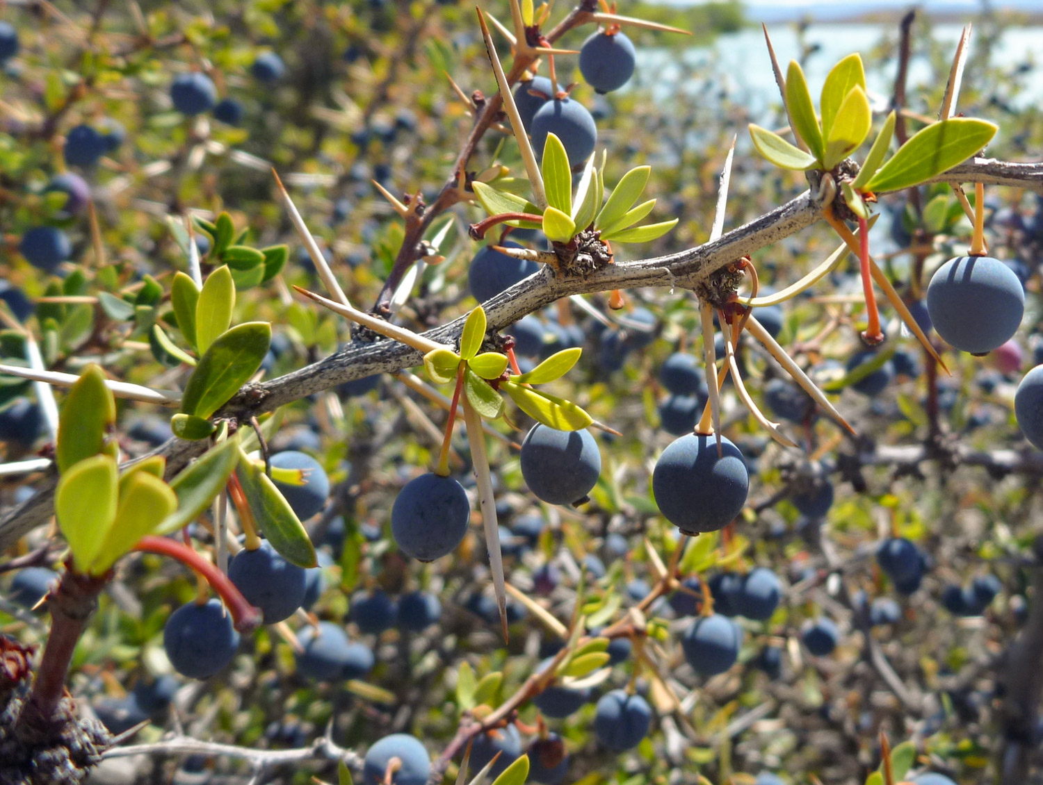 19 Delicious Chilean Fruits: Experience The Exotic - The Roaming Fork