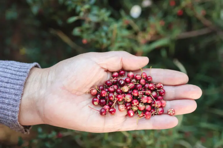 19 Delicious Chilean Fruits: Experience The Exotic - The Roaming Fork