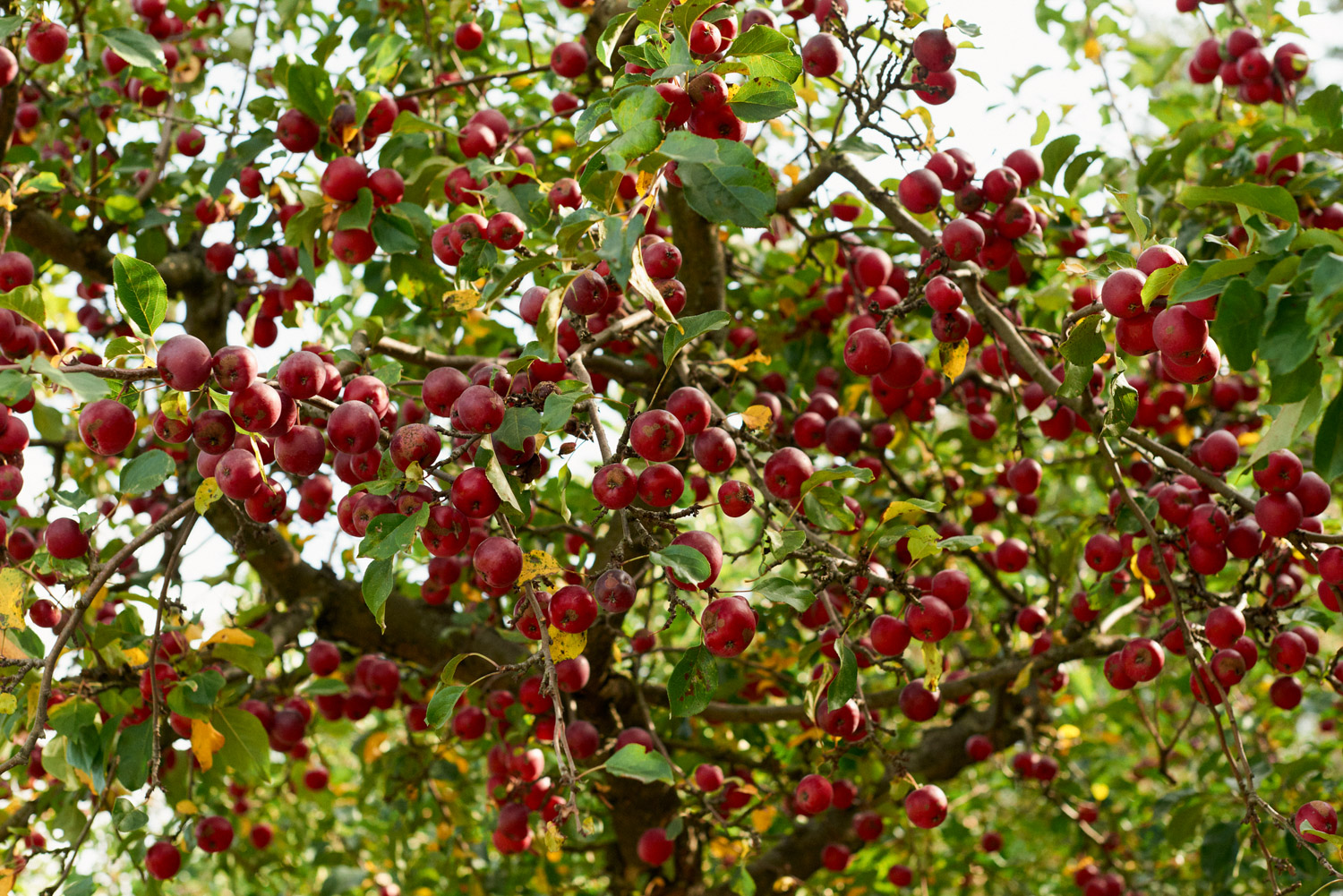 The Delicious Taste of Chilean Apples - The Roaming Fork