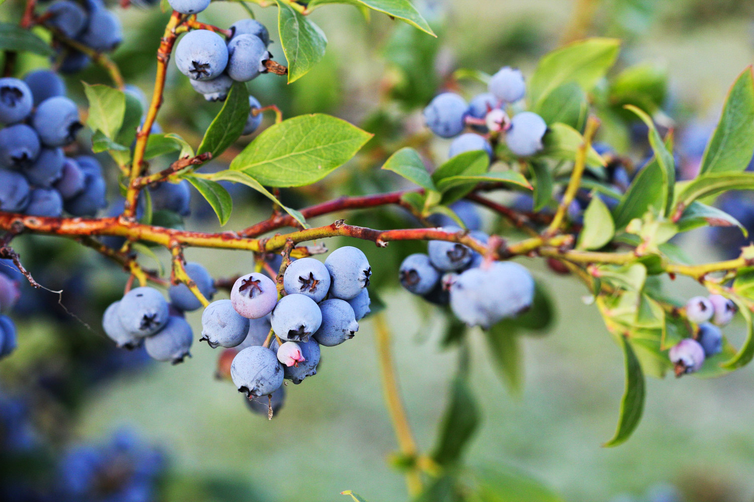 Chilean Blueberries: Savoring The Sweet and Juicy - The Roaming Fork