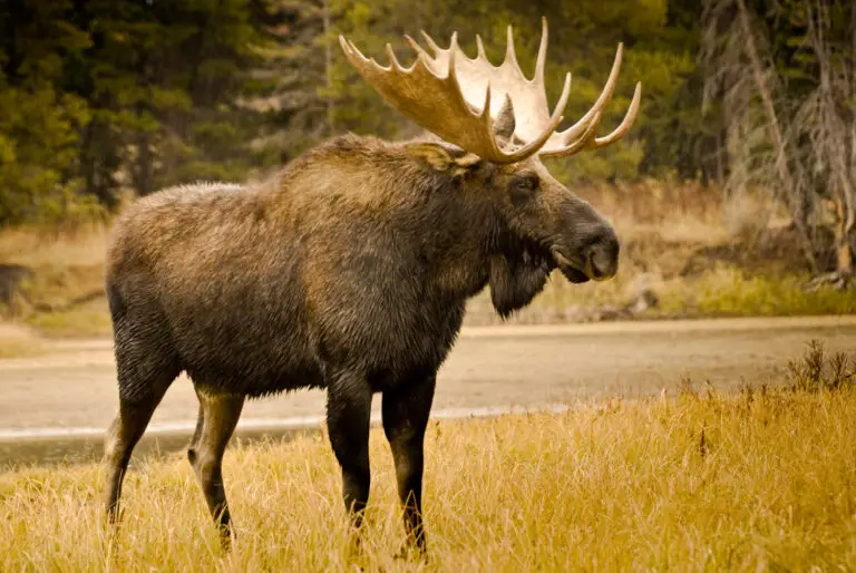 What Does Moose Taste Like? Is it Gamey? - The Roaming Fork