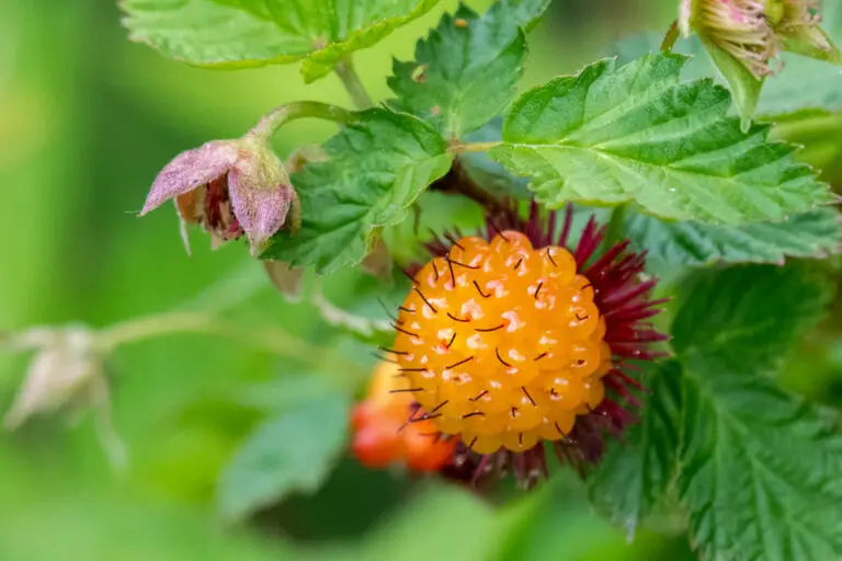 18 Orange Colored Fruits You'll Love - A Comprehensive List - The ...