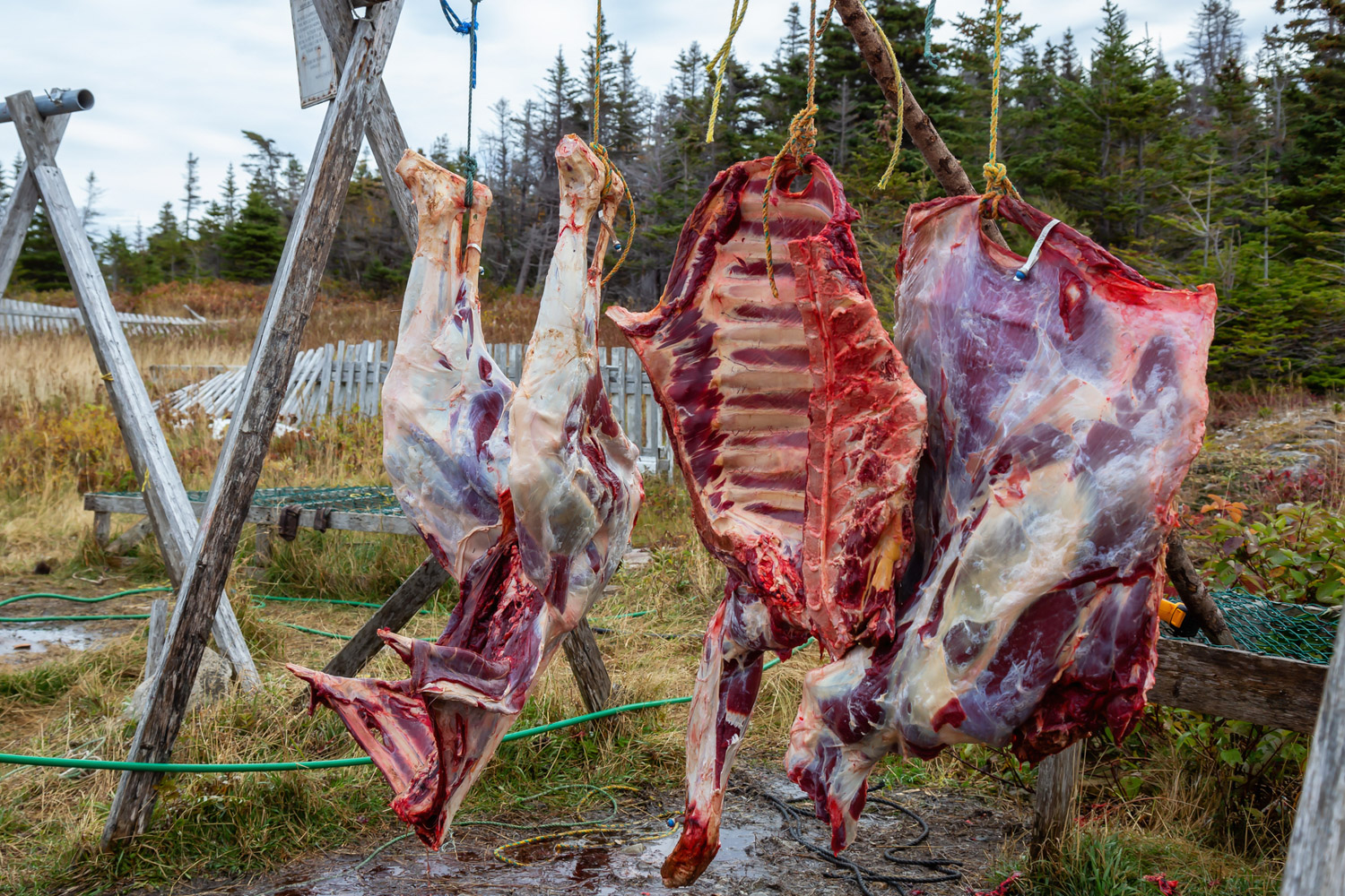 What Does Moose Taste Like? Is it Gamey? - The Roaming Fork